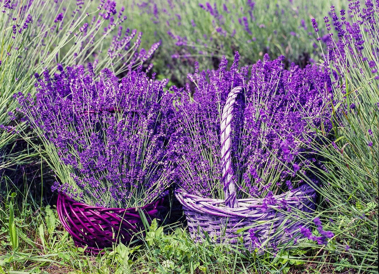 Comment planter de la lavande