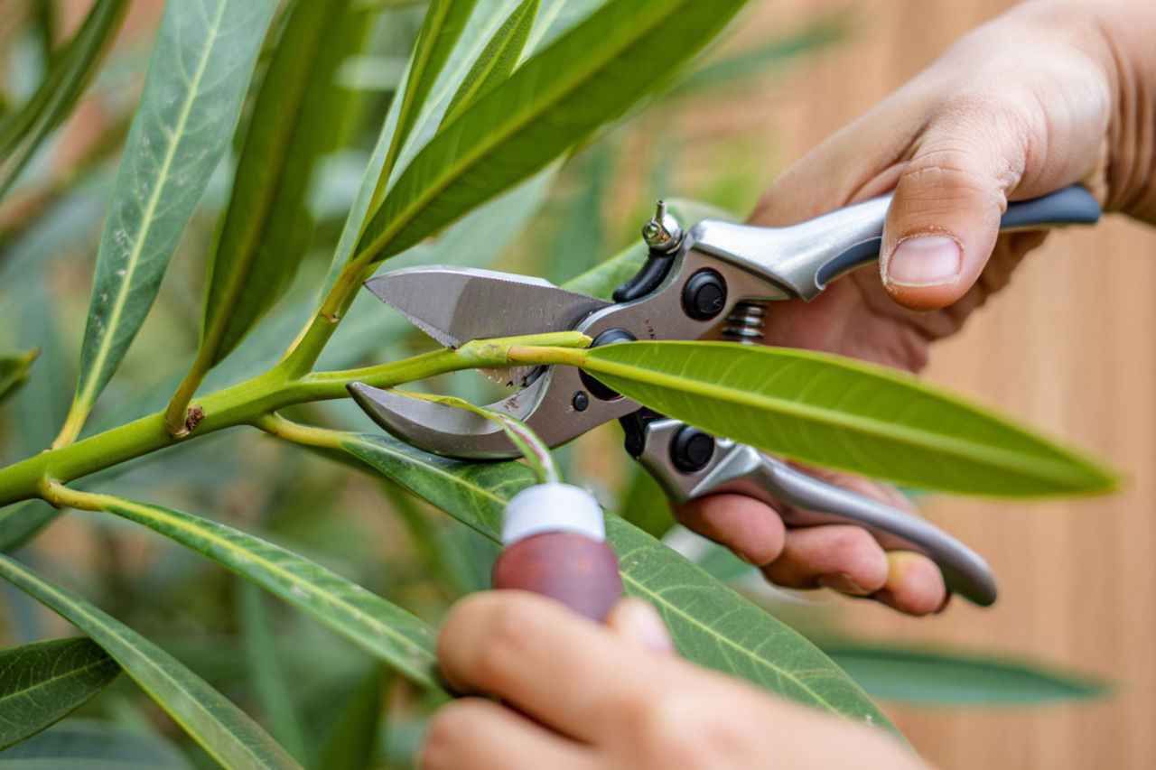 Comment tailler le laurier rose